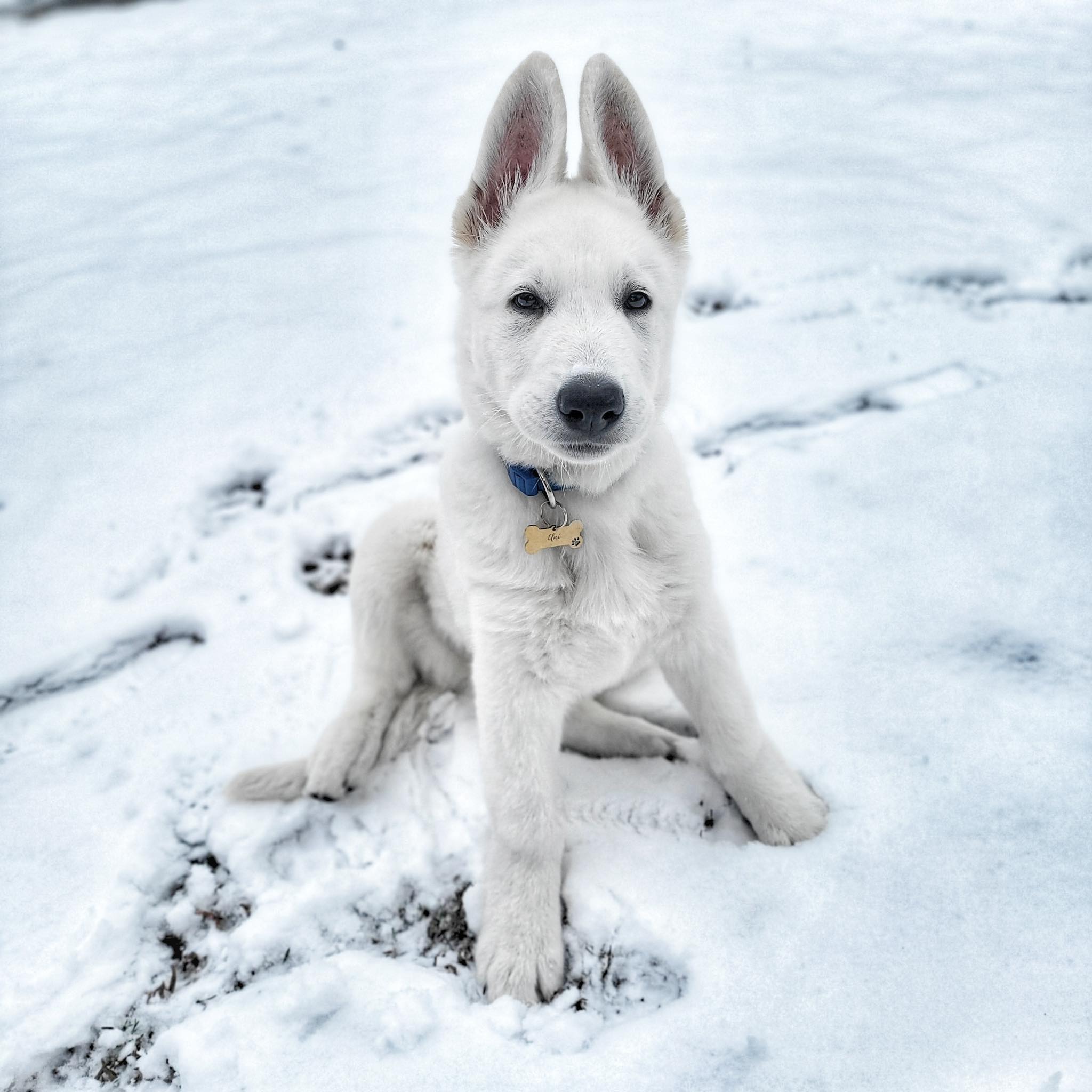 Šveitsi valge lambakoer: tõu kirjeldus ja omadused - Tunnekoera.ee e-pood